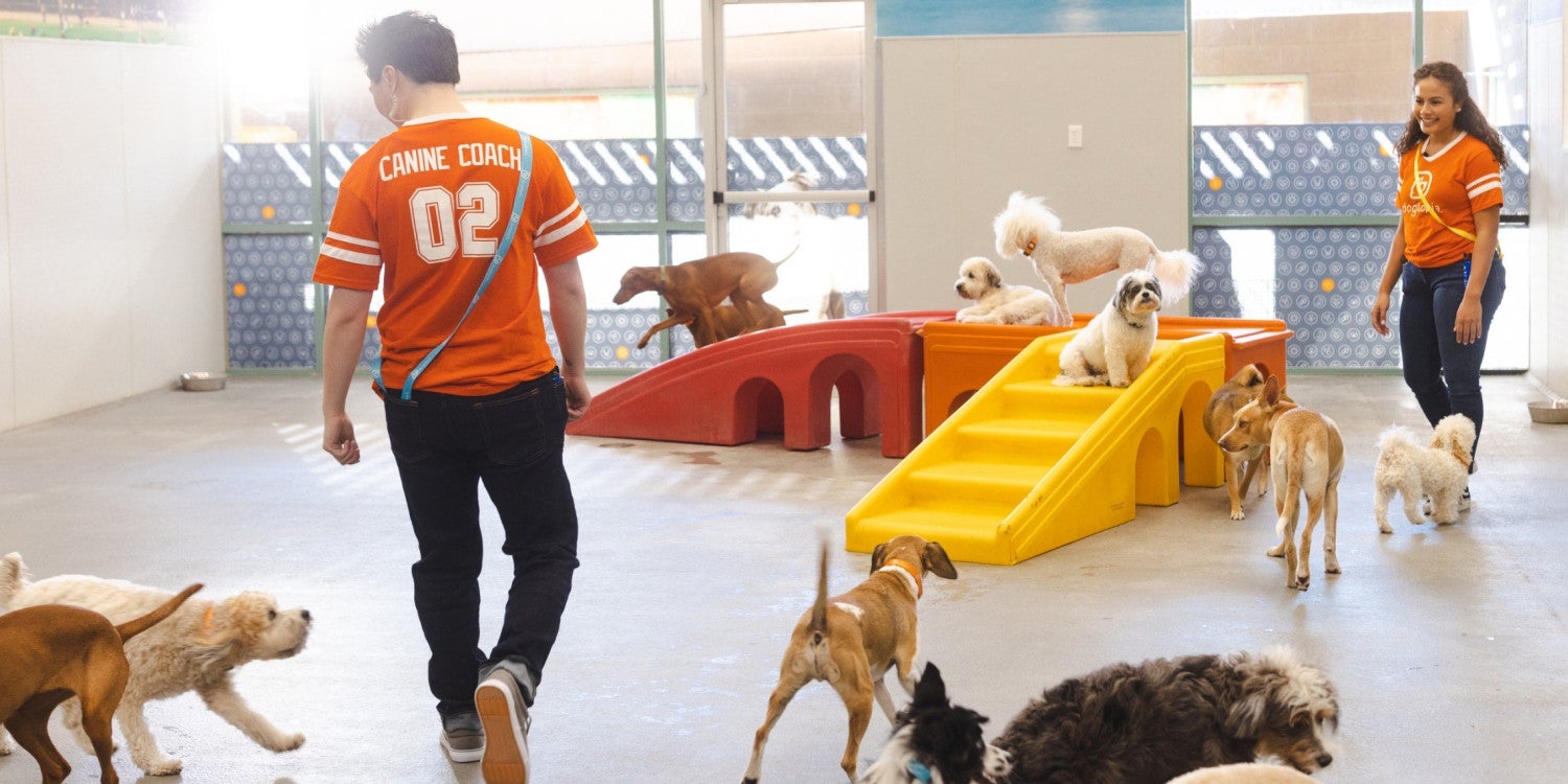 Revolutionizing Canine Wellness Franchises: Dogtopia Unveils Cutting-Edge Store Design for ...